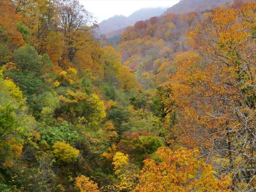 写真館│白神山地ビジターセンター│世界自然遺産 白神山地