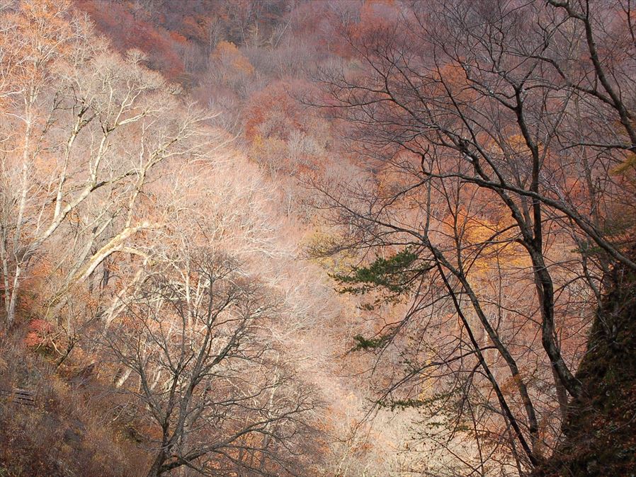 写真館│白神山地ビジターセンター│世界自然遺産 白神山地